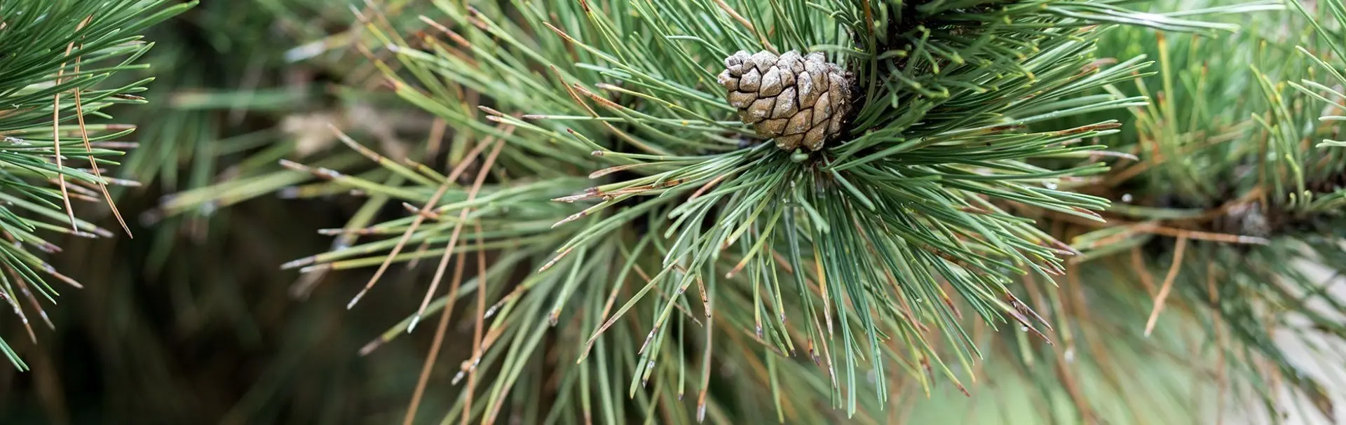 Kiefernnadel | PRIMAVERA Pflanzenglossar