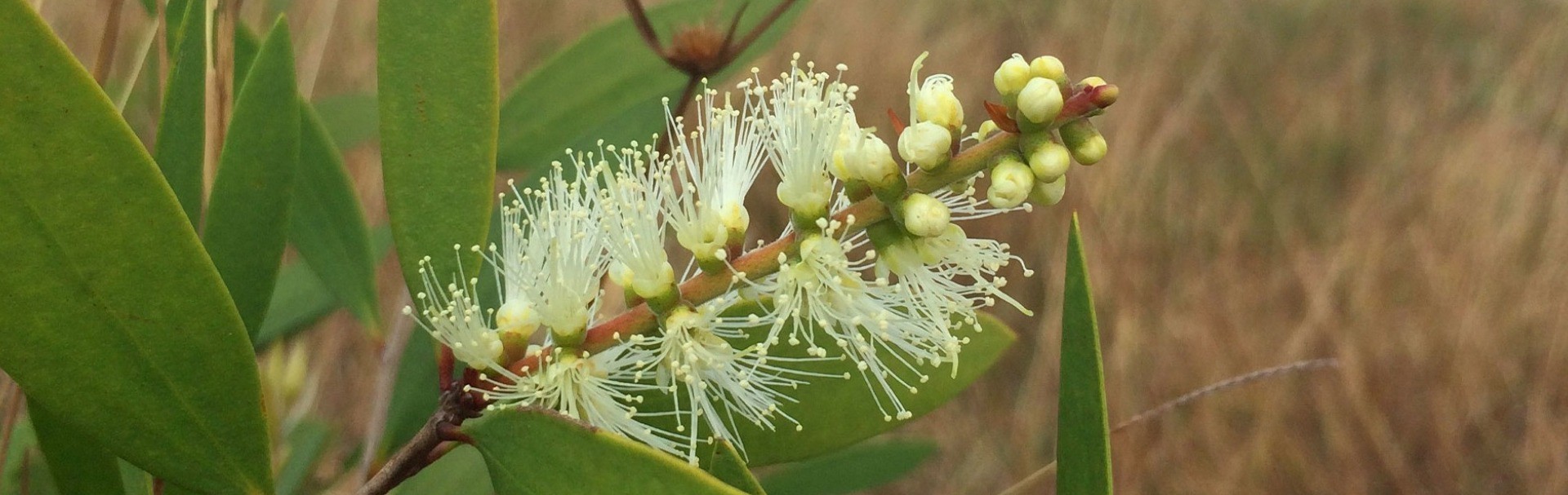 Cajeput | PRIMAVERA Pflanzenglossar